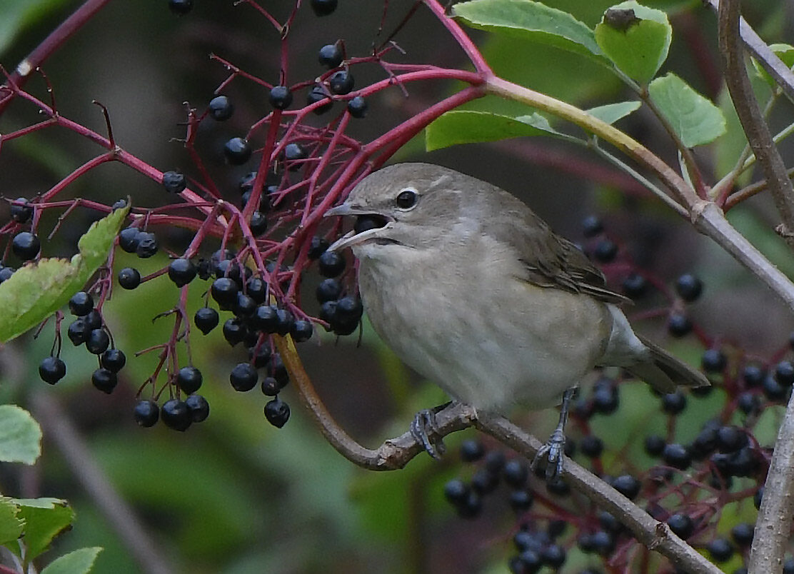 Fife Bird Club – Birdwatching In Fife