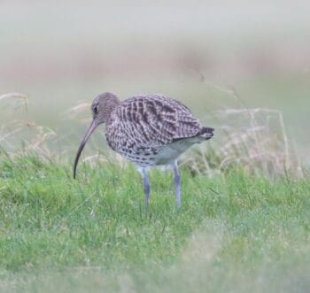 Fife Bird Club – Birdwatching In Fife