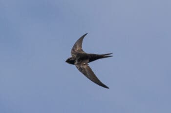 Fife Bird Club – Birdwatching In Fife