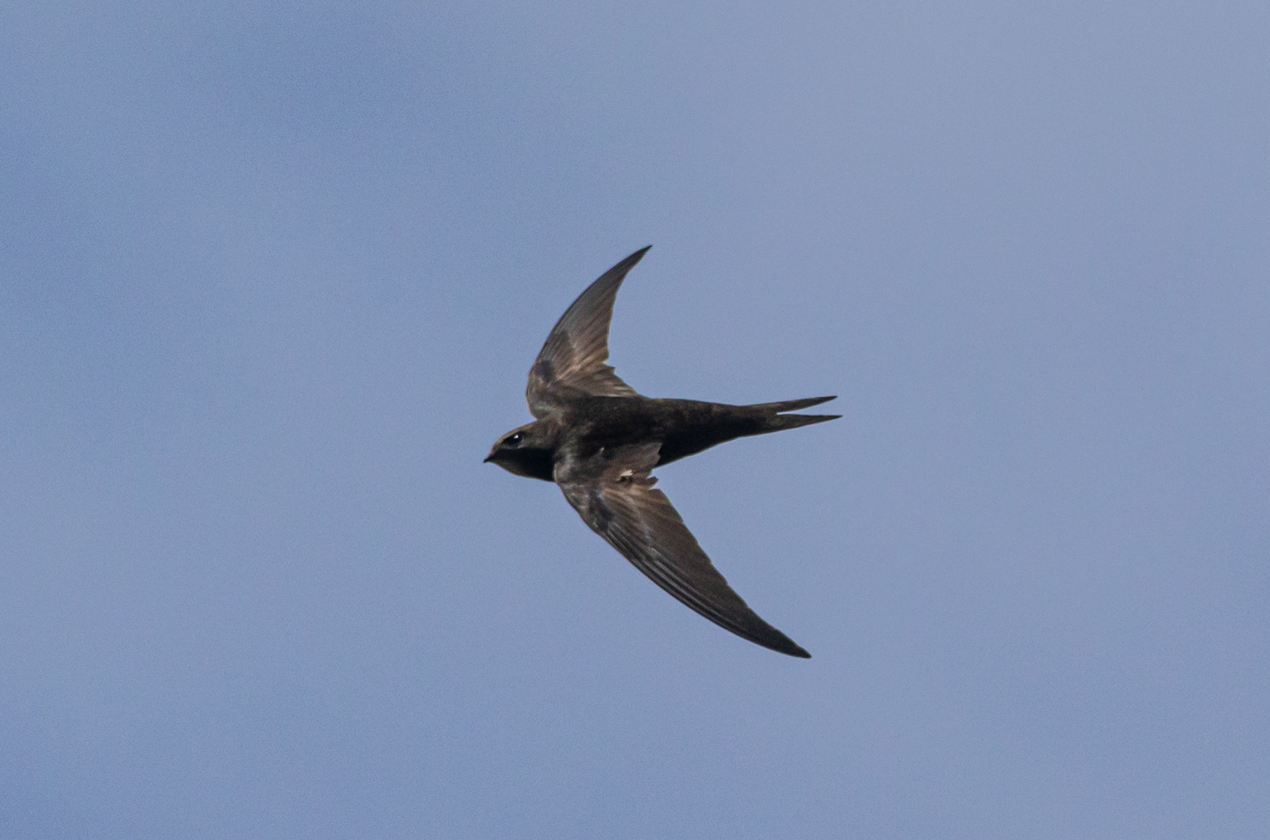 Fife Bird Club – Birdwatching In Fife