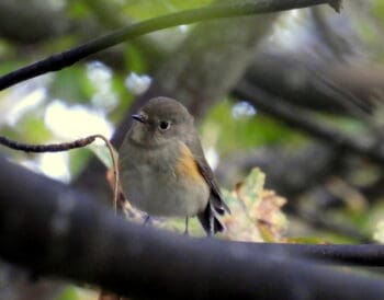 Fife Bird Club – Birdwatching In Fife