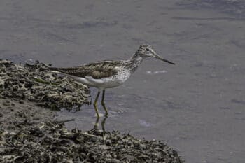 Fife Bird Club – Birdwatching In Fife