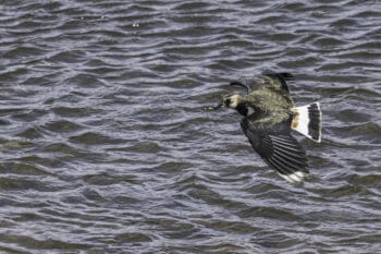 Fife Bird Club – Birdwatching In Fife