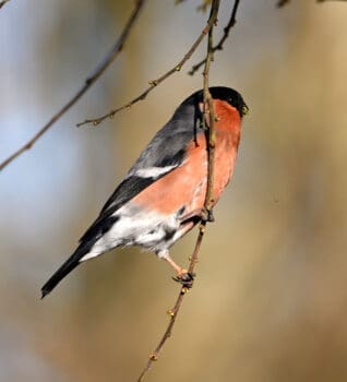 Fife Bird Club – Birdwatching In Fife
