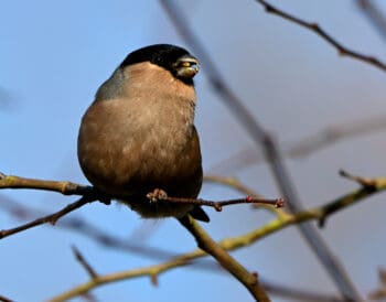 Fife Bird Club – Birdwatching In Fife