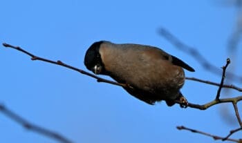 Fife Bird Club – Birdwatching In Fife