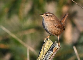 Fife Bird Club – Birdwatching In Fife