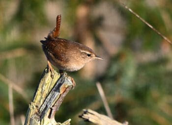 Fife Bird Club – Birdwatching In Fife
