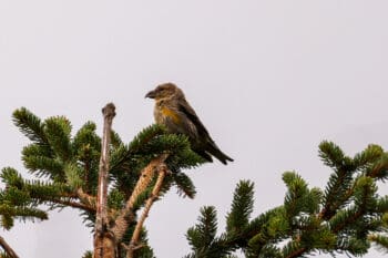 Fife Bird Club – Birdwatching In Fife