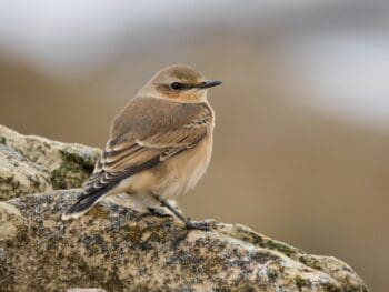 Fife Bird Club – Birdwatching In Fife