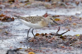 Fife Bird Club – Birdwatching In Fife
