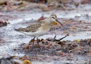 Fife Bird Club – Birdwatching In Fife